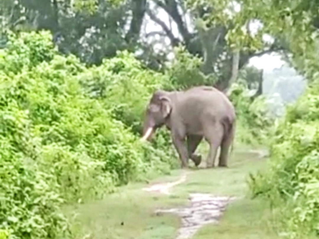 Investigation confirmed 9 tuskers and one Makna elephant, causing ...