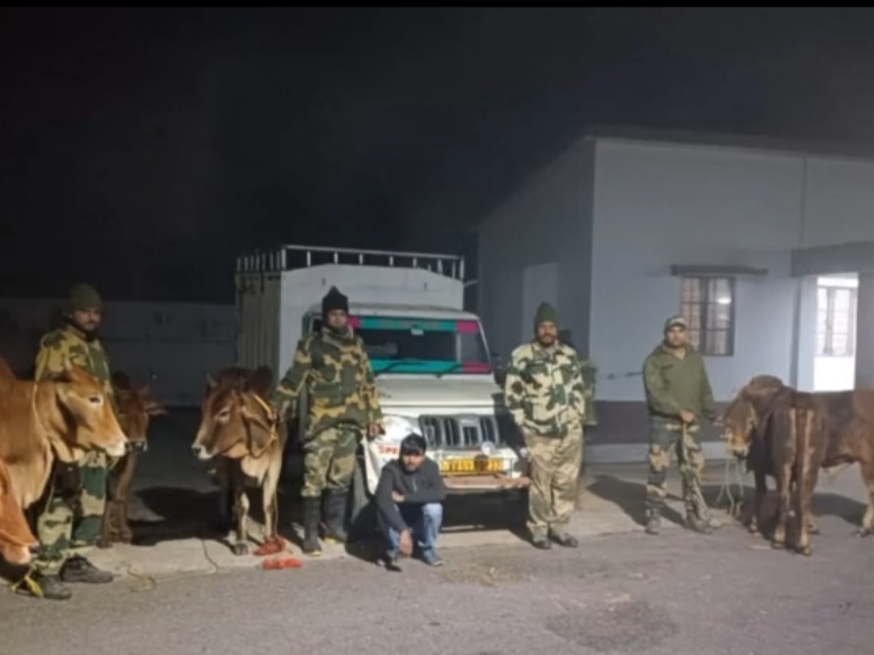 13 cattle were being taken to Bangladesh by crossing the Indian border ...