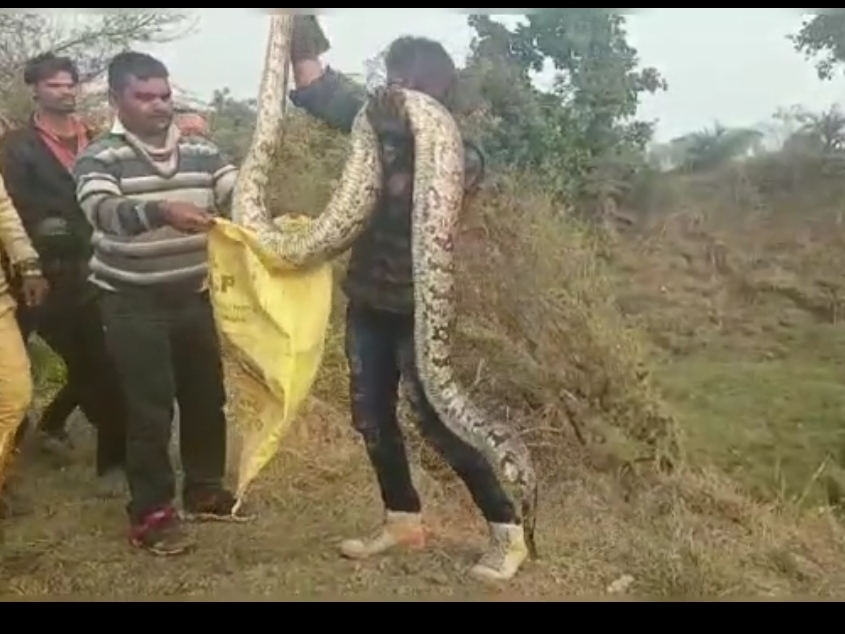 Snake Saver did the rescue after three hours of effort; three 15-15 ...