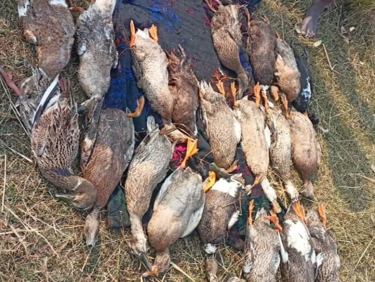 Two dozen ducks died in Jaunpur, had gone to Gujar Tal, DFO said: Cause ...