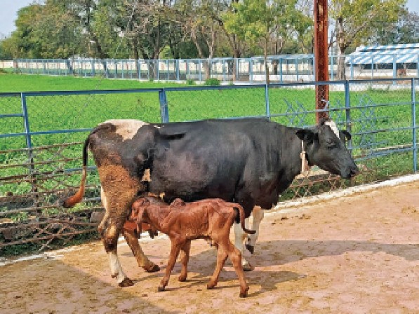 Cow of European breed became surrogate mother for the first time in the ...