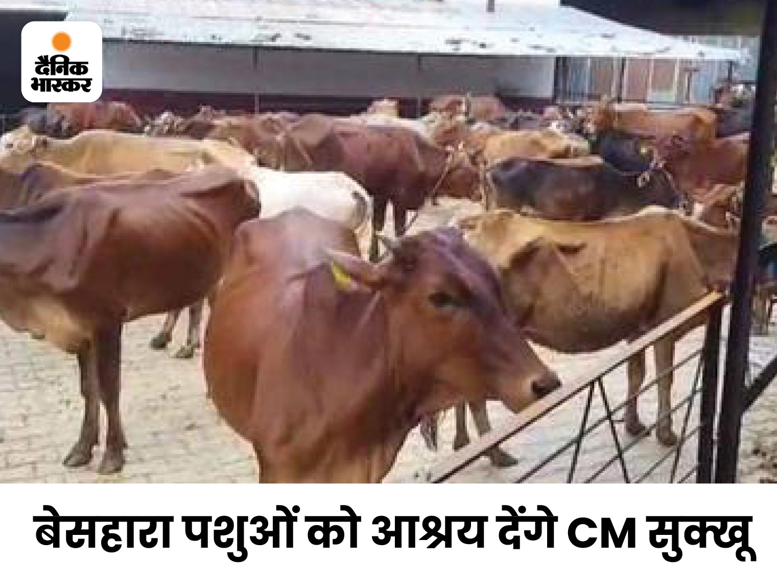 Destitute animals will have to be given shelter in Himachal | Action ...