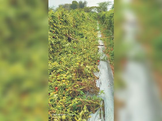 Gram-sized hailstones damaged many crops, including gram, hail damage ...