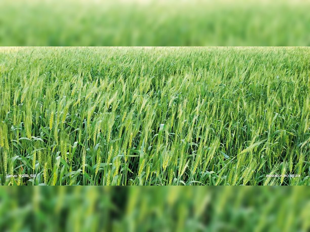 Growth of wheat crop from Mawthe, bold grain filled in Bali | फिर से ...