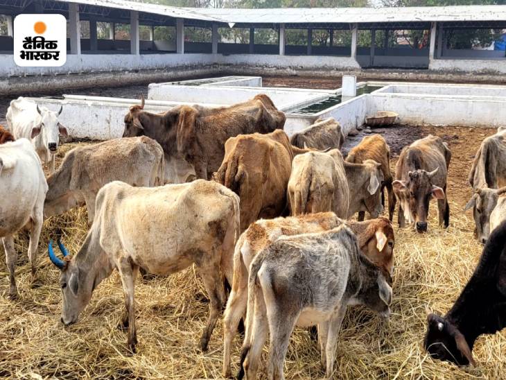 Bhopal Jeevdaya Gaushala Cow Death; Swami Akhileshwaranand Giri On ...