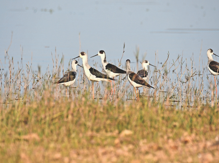 Black winged stilt found in Konar Dam, bird watcher spotted | ब्लैक ...