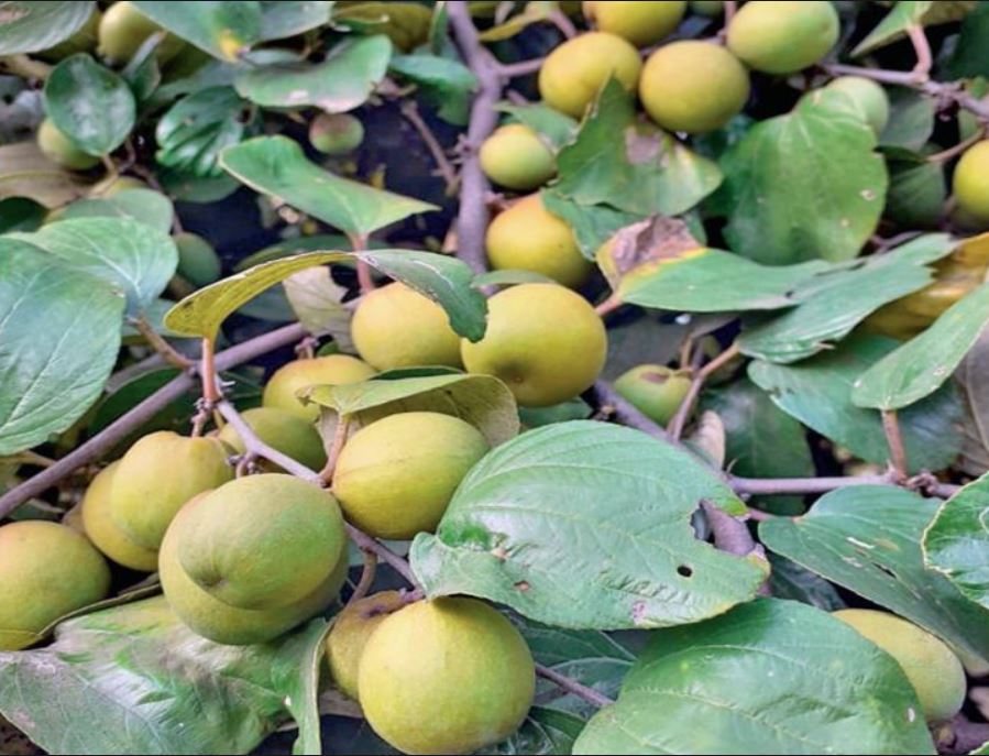 Bhopal Triloka Ber Fruit Benefits; Itkhedi Fruit Research Center | 101 ...