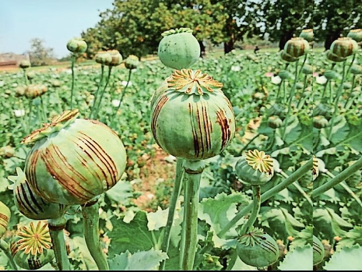 Opium cultivation is flourishing on 100 acres in Manatu forests, no ...