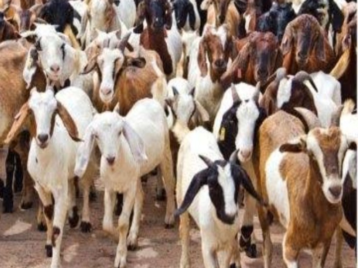 Earlier there was a project of 500 goats, more people will get benefit ...