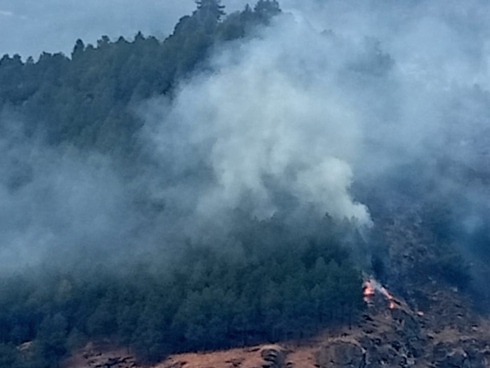 Pine forest fire spread in Kullu Duada| forest wealth destroyed ...
