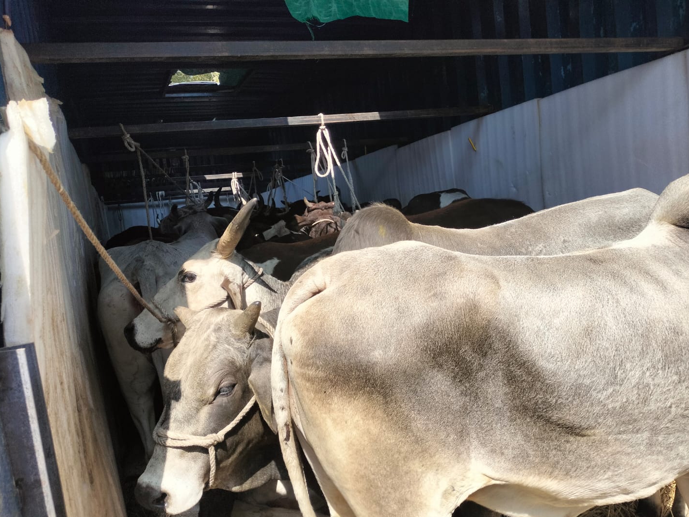 24 bovines recovered from container, animals were being taken for ...