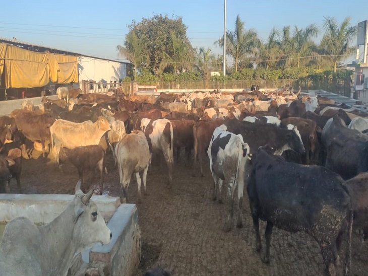 Karnal News, Update on death of cows in cowshed, cows not given fodder ...