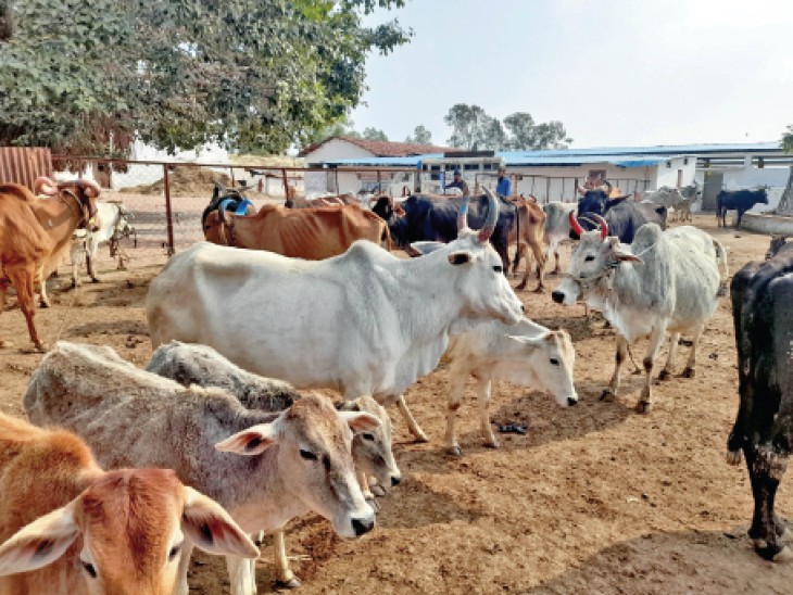 City's first hi-tech gaushala - 10 sheds for 1700 cows, ICU for their ...