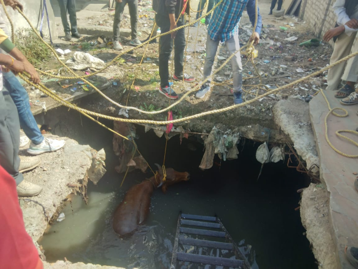 Rajasthan kota Rescued Nandi trapped in 8 feet deep drain, Bajrang Nagar, Corporation divers ...