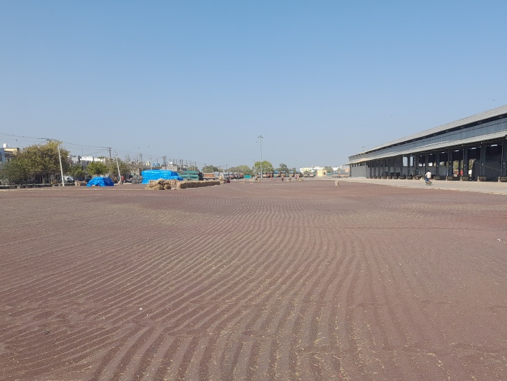 Arrival of new mustard increased in Baran Krishi Mandi, farmers mark ...