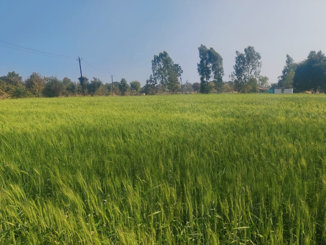 Slight damage to wheat crop due to sunlight, benefit to gram-mustard ...