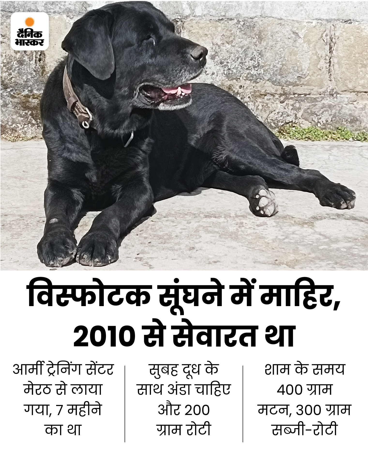 Tibbatian Spiritual Leader Dalai Lama Security Dog Duka Retired ...