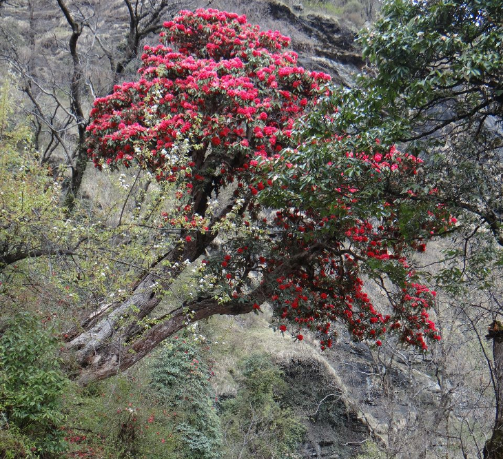 Binsar where you can see wonderful flowers of Buransh | रसरंग में ...