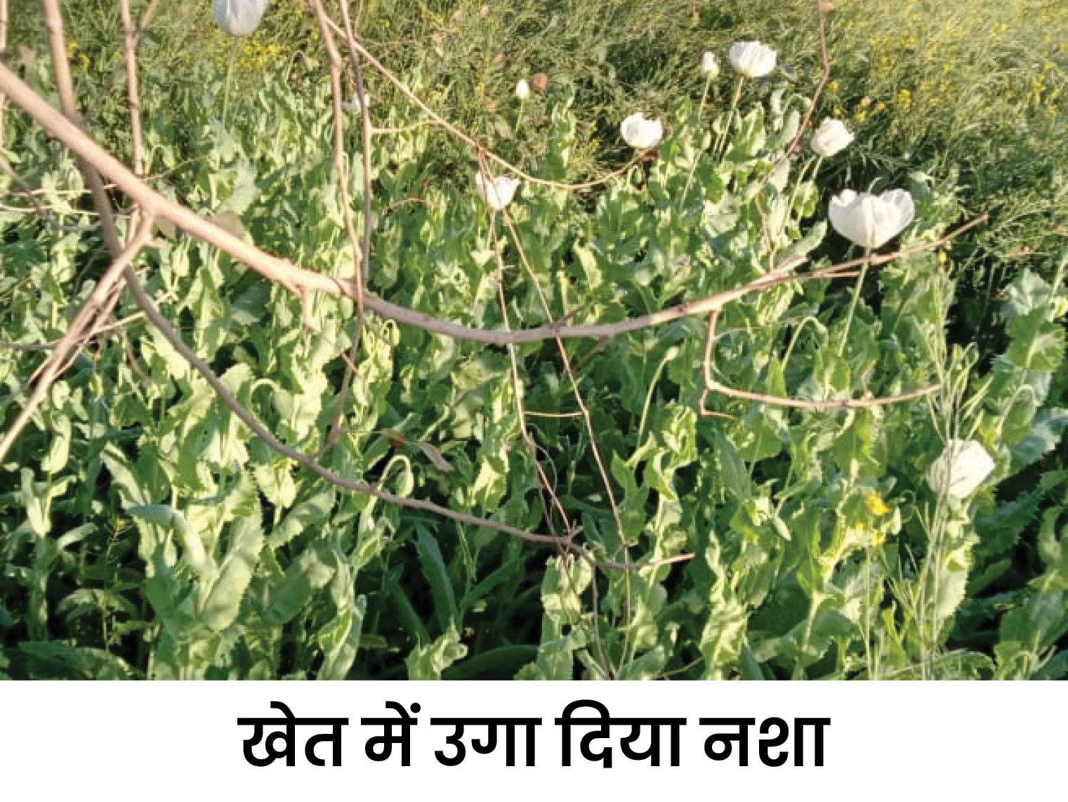 Haryana Illegal Opium (Afim) Farming; Police Raid In Fatehabad ...