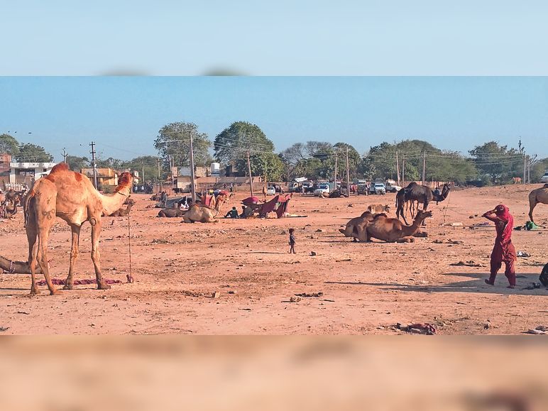 75 camels, 32 buffaloes, 61 goats and 2 bulls of Jaisalmeri and ...