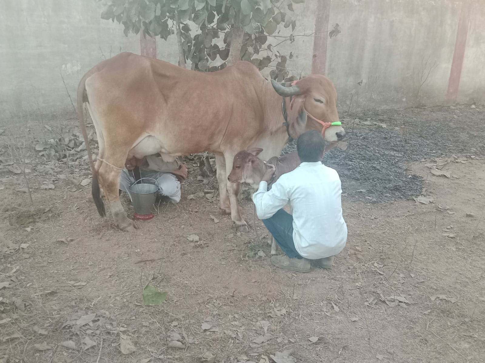 Decision will be taken tomorrow, the owner of the most milk giving cow ...