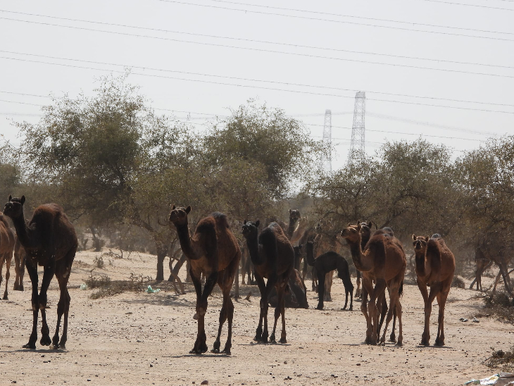 Camel conservation scheme announced in the budget after 3 years, relief ...