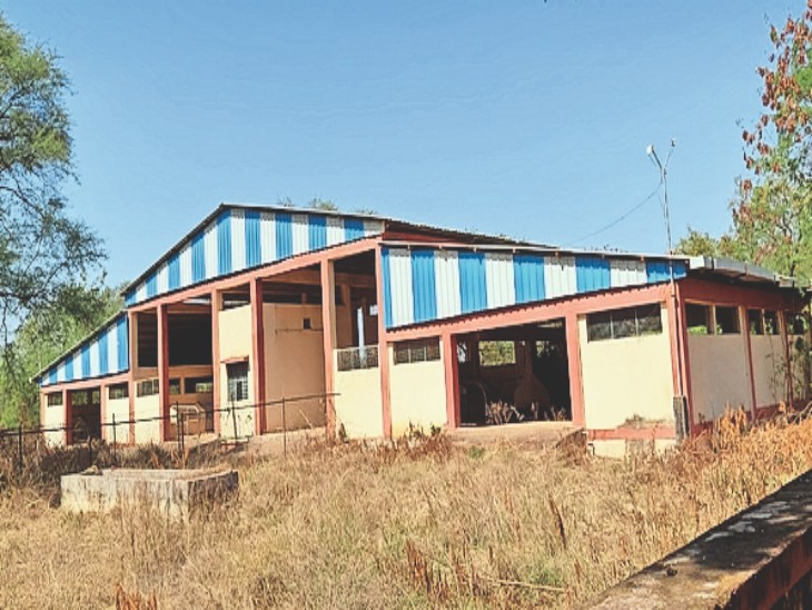 The shed of Bhadavari Breeding Farm was built 12 years ago, till now ...