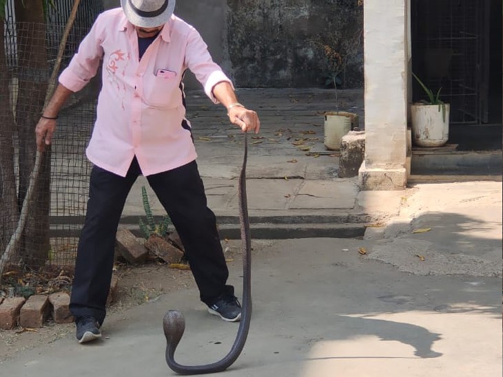 Seeing a 5 feet long snake, there was a stir among the students, it was ...