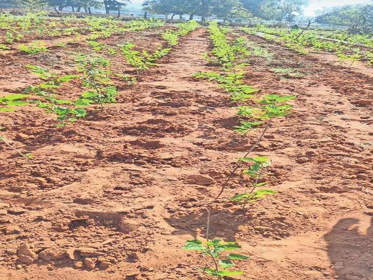 The production of Kosa fruit will double as thread stops coming from ...