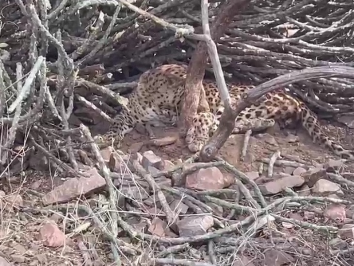 Injured leopard lurking in the bushes, forest department team reached ...