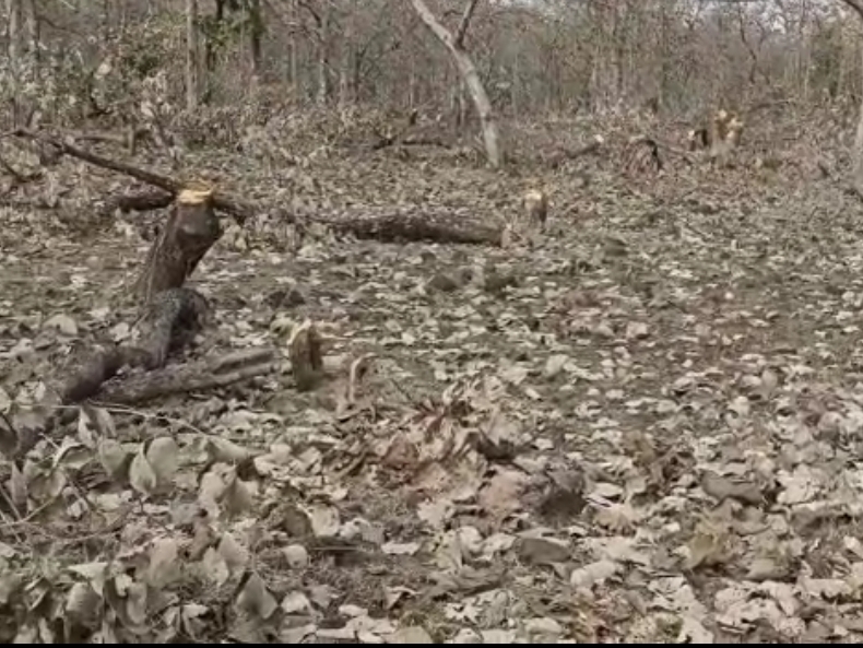 जंगल में अतिक्रमण की मंशा से काट दिए साजड़-पलाश के 400 पेड़, ग्रामीणों ...