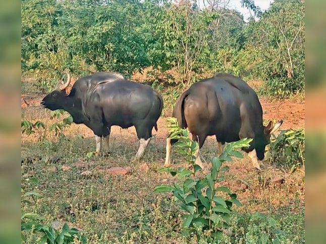 Female bison will be brought from Assam for two male bison in Bhopal ...