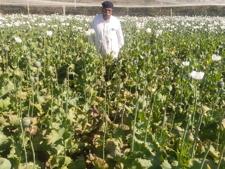 Smugglers keep an eye on opium crops, thieves took away dode from half ...