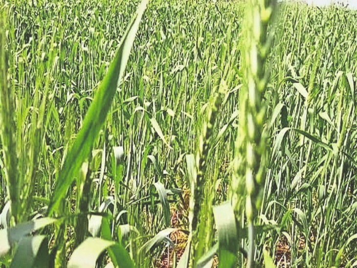 Rabi crop will start selling in mandis after 2 months, registration ...