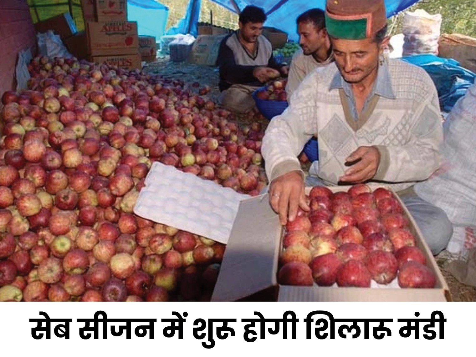 Fruit market start soon in Shilaru | APMC Shimla | Cheating with apple ...