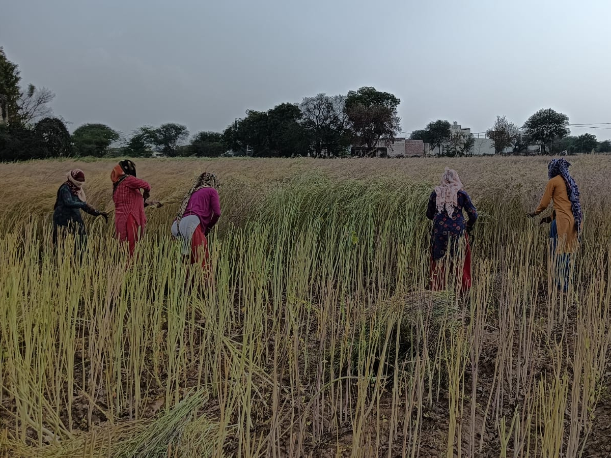 Chance of rain, farmer family engaged in harvesting raw and ripe crops ...