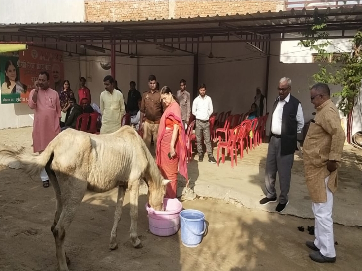 Gave fodder and water to the sick mare himself, instructed the doctor ...