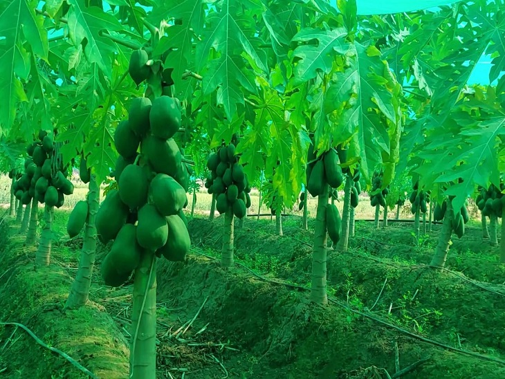 Advanced varieties of plants will be prepared in Baharwanda, farmers ...