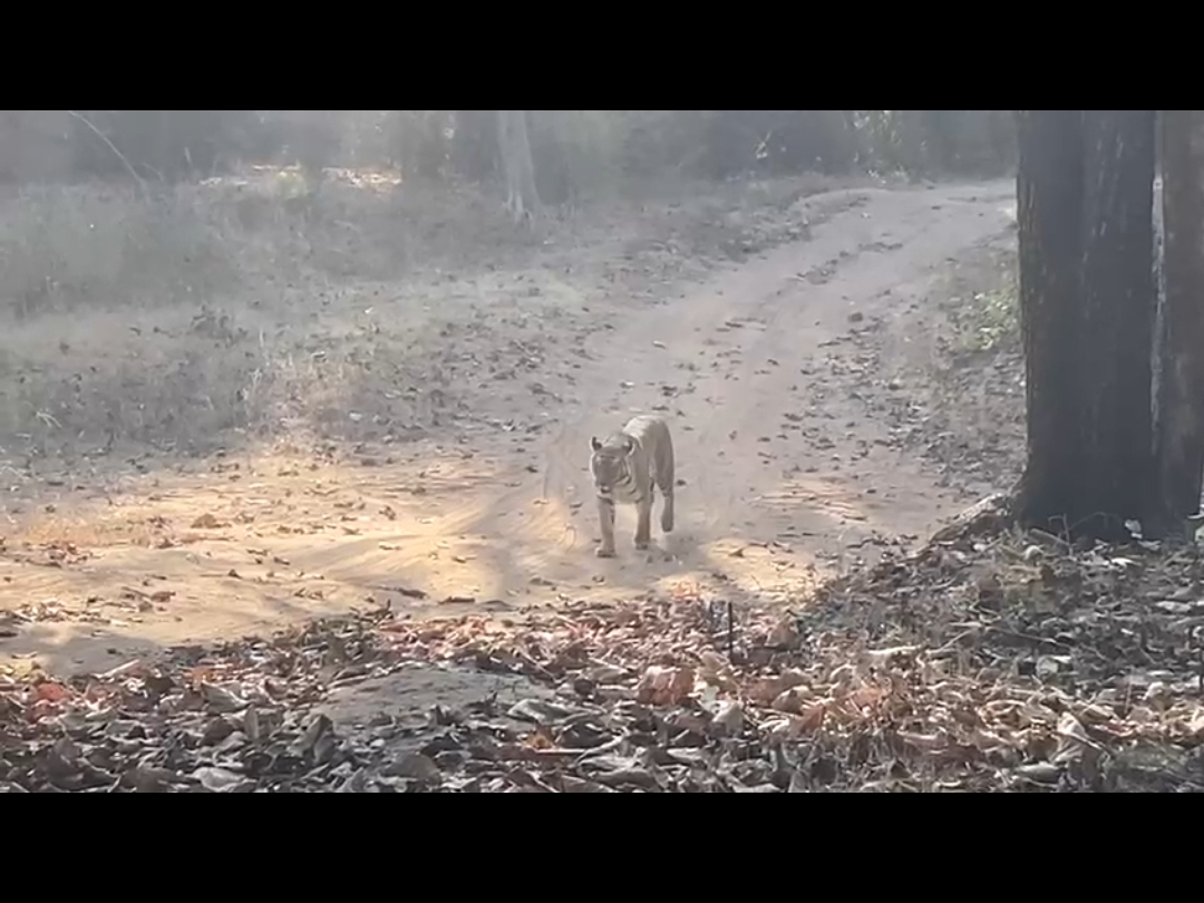 Dottie tigress cub seen in Magadhi zone, captured by tourists on camera ...