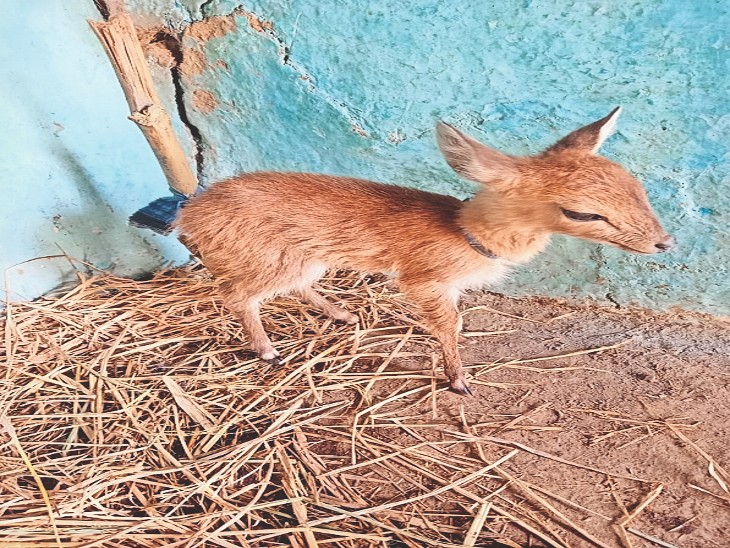 The female Chausingha reached the village in search of water and left ...