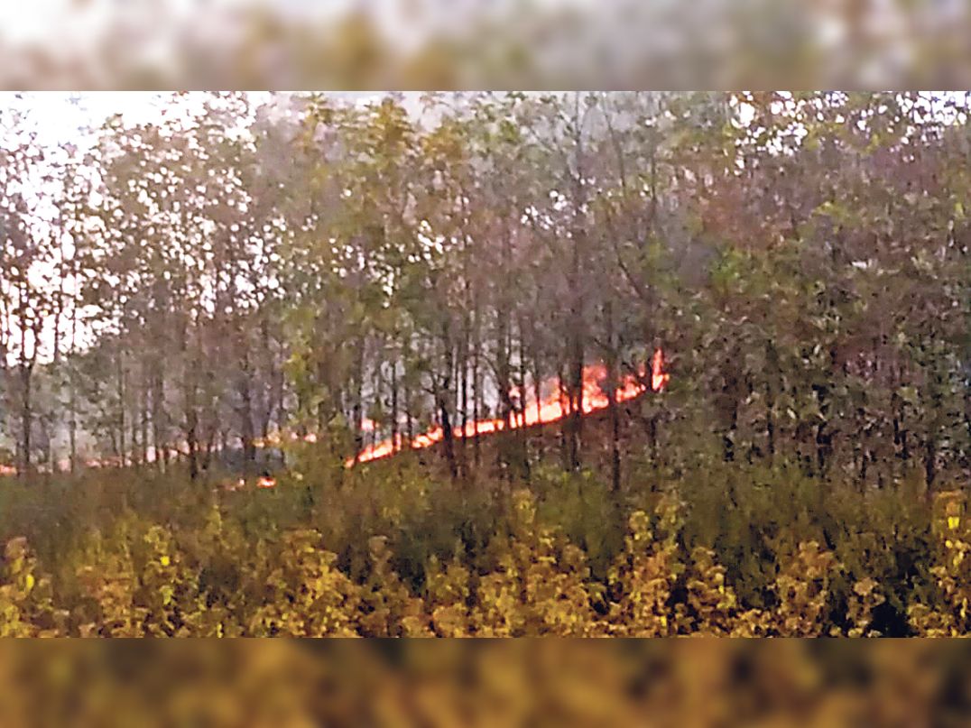 Teak forest set on fire to select Mahua in Kurdeg | ये तो गलत है ...