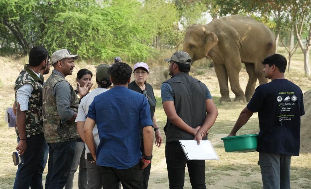 Elephant experts from America and European organizations participated ...