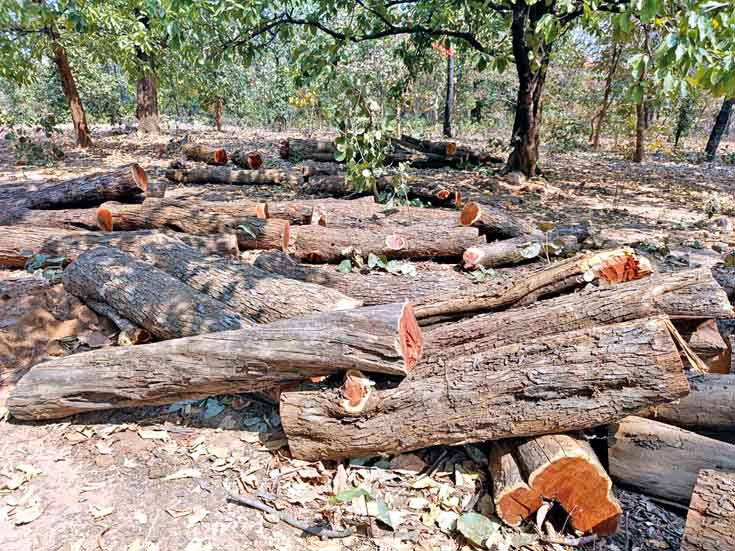 200 Khair trees cut in 5 days in Ramchandrapur area, many trucks ...