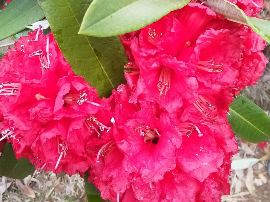 Mandi City Chauharghati Buransh Flowers Fragrance Beauty Attracting ...