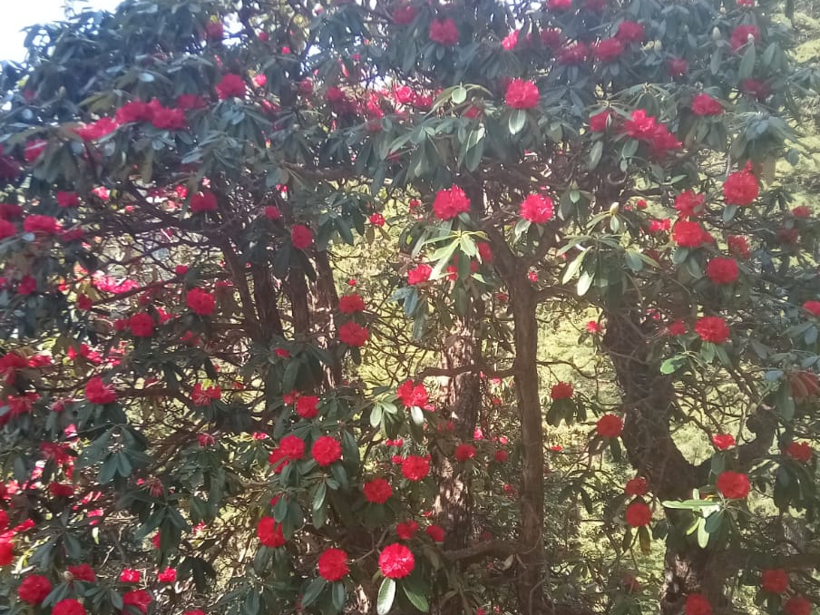 Mandi City Chauharghati Buransh Flowers Fragrance Beauty Attracting ...