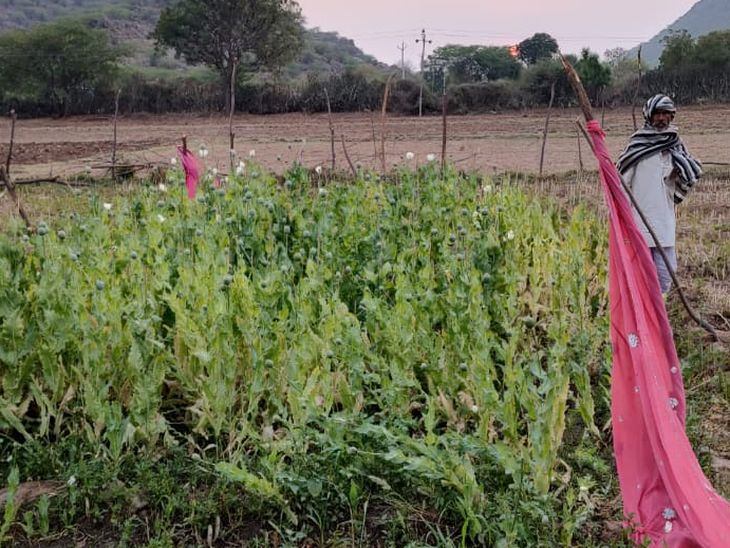 Cultivation of opium under the guise of mustard crop, 2400 plants ...