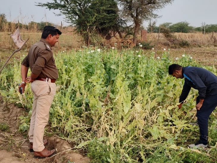 Cultivation of opium under the guise of mustard crop, 2400 plants ...
