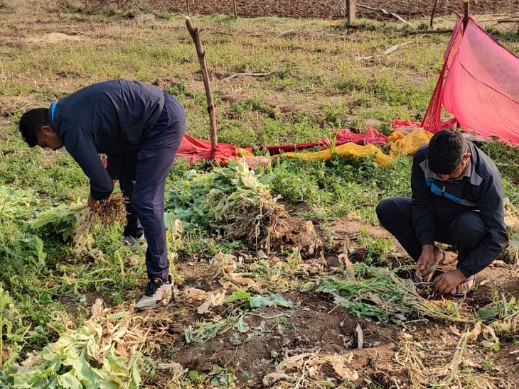 Cultivation of opium under the guise of mustard crop, 2400 plants ...
