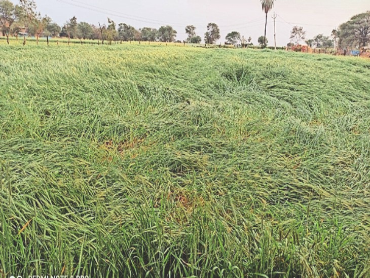 It rained in Kolaras, Shivpuri and Pohri, wheat crop stuck | बारिश से ...