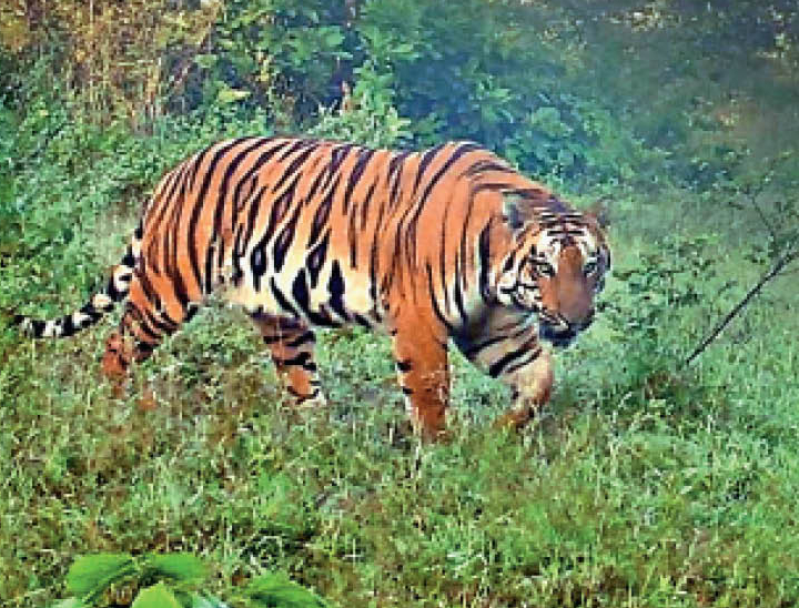 Madhav National Park will be inhabited by manit caught tiger and two ...